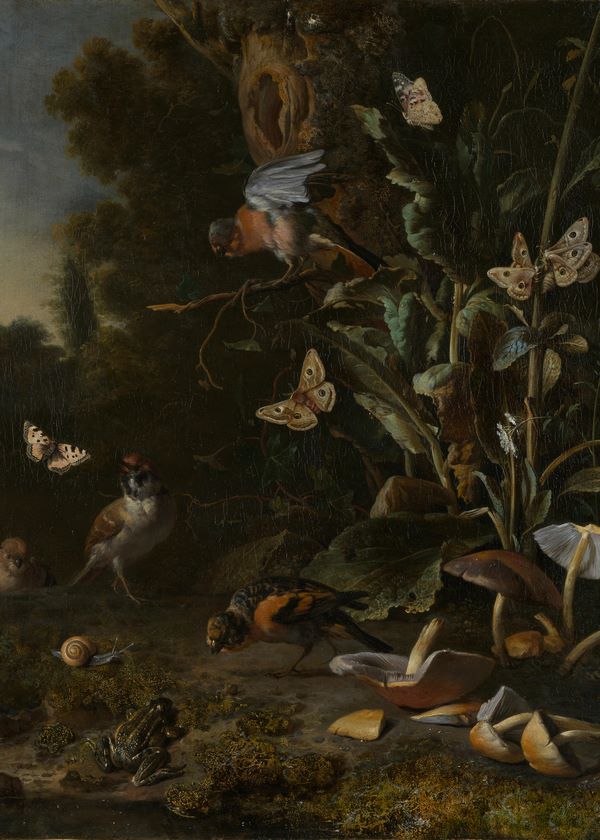 Hondecoeter Melchior d Birds Butterflies and a Frog among Plants and F ...