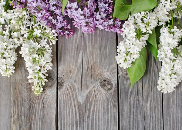 Dekorativno cvece beli i ljubicasti jorgovan – Posteraj - štampa i ...