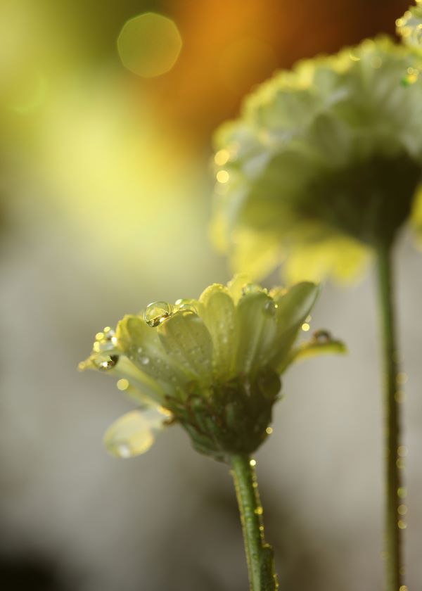 Zuto cvece profil – Posteraj - štampa i uramljivanje