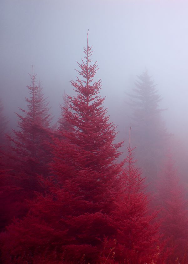 Bor crveno drvo – Posteraj - štampa i uramljivanje