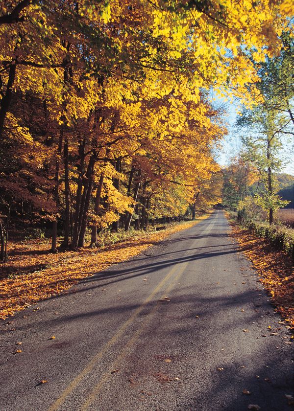 Drvece fotografija drum i zuto drvece – Posteraj - štampa i uramljivanje