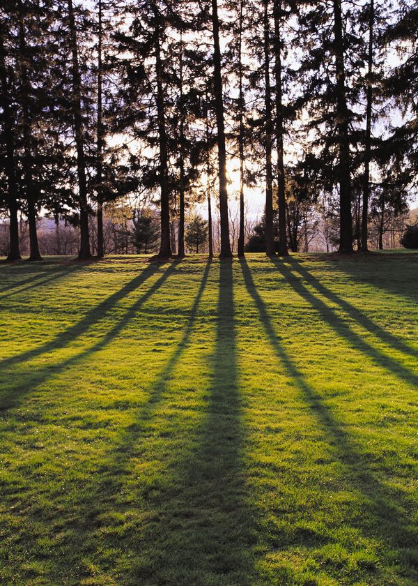 Drvece fotografija senke – Posteraj - štampa i uramljivanje