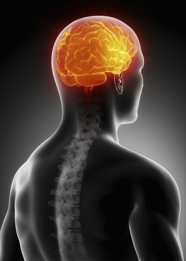 Anatomija mozak sa ledja – Posteraj - štampa i uramljivanje