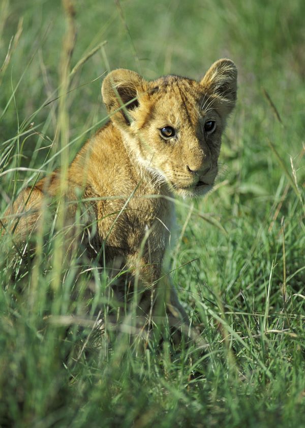 Lav mali lav u travi – Posteraj - štampa i uramljivanje