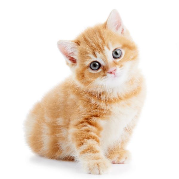 Mala maca narandzasto bela – Posteraj - štampa i uramljivanje