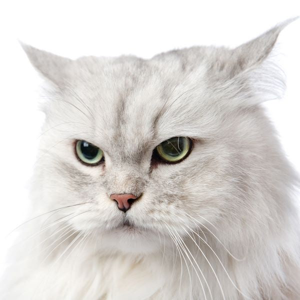 Obicna macka bela i bela pozadina – Posteraj - štampa i uramljivanje