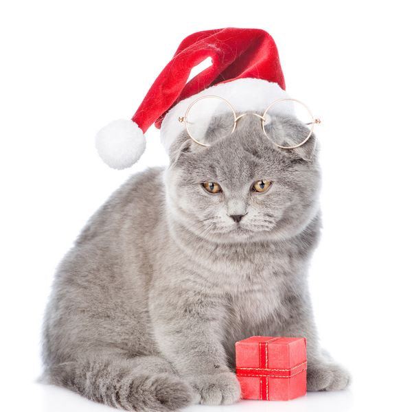 Slike konja, slike pasa i drugih životinja – Tagovi– Posteraj - štampa ...