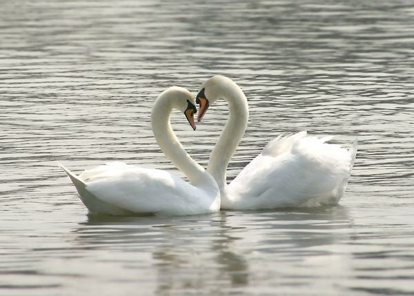 Labud i labudica – Posteraj - štampa i uramljivanje