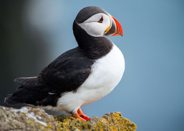 Puffin ponosan – Posteraj - štampa i uramljivanje